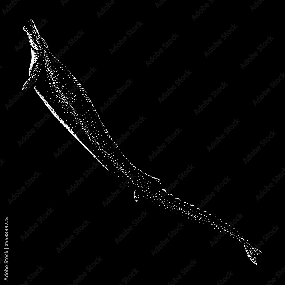 Basilosaurus hand drawing vector isolated on black background. Stock ...