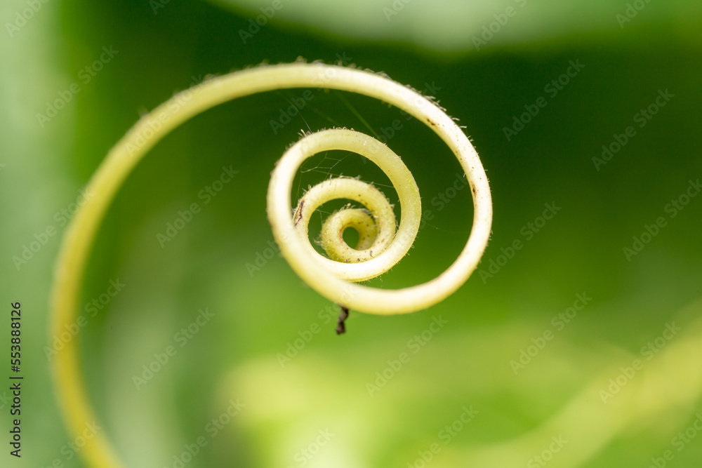 Different types of plants for the study of plant structure in the ...