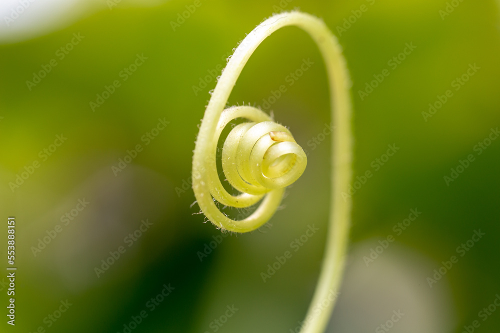 Different types of plants for the study of plant structure in the ...