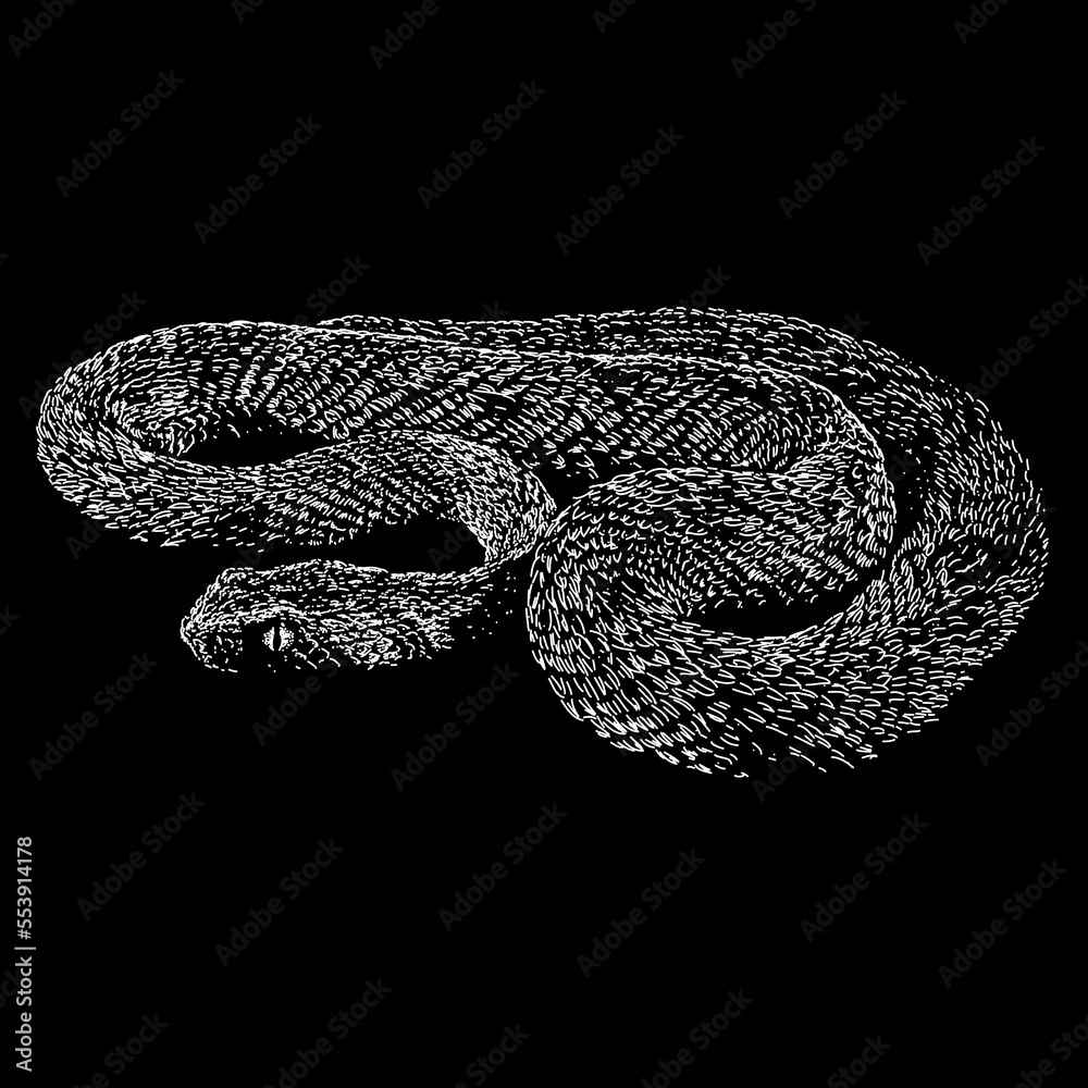 Carpet Viper hand drawing vector isolated on black background. Stock ...