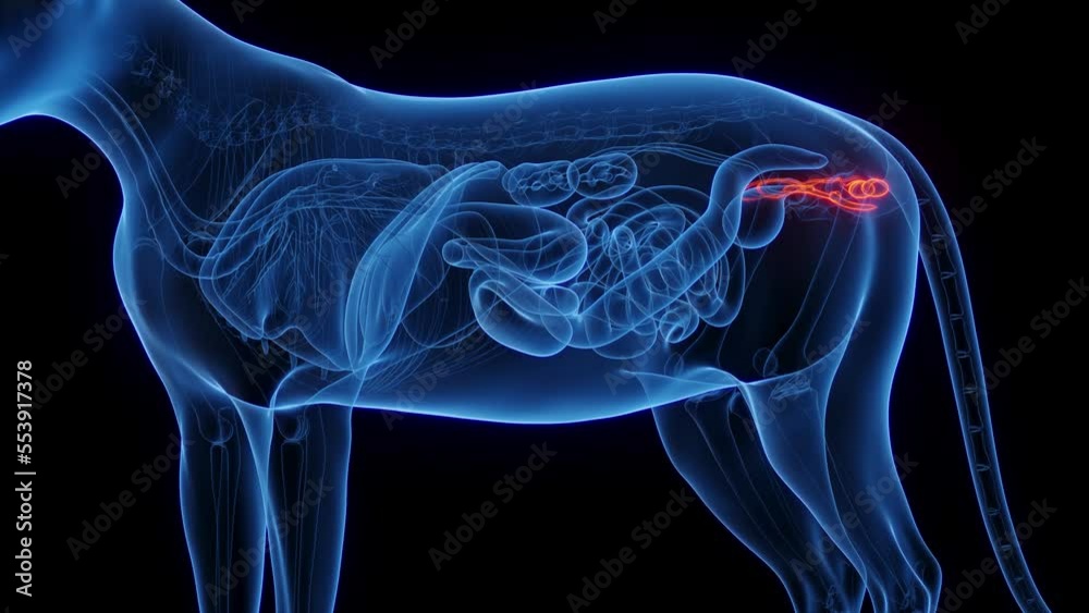 3D medical animation of the reproductive system of a female cat Stock ...