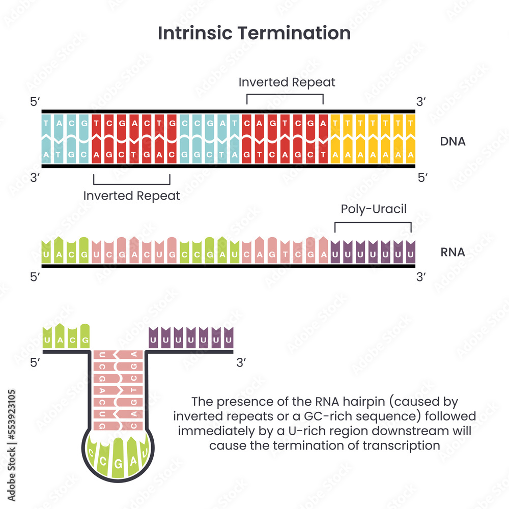Photo & Art Print Intrinsic Termination of Transcription in Prokaryotes ...