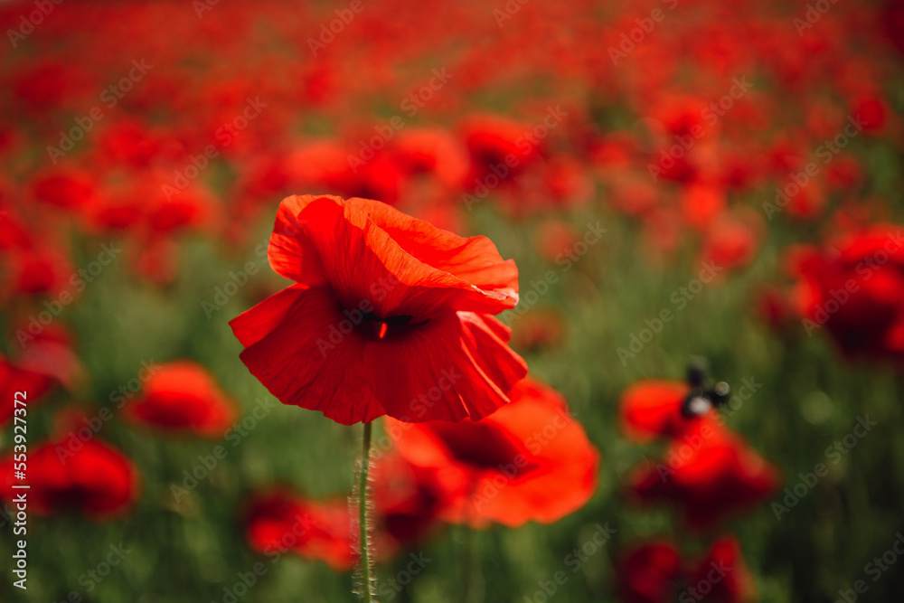 Poppy flowers field. Anzac day. Historic war memory. Anzac background ...