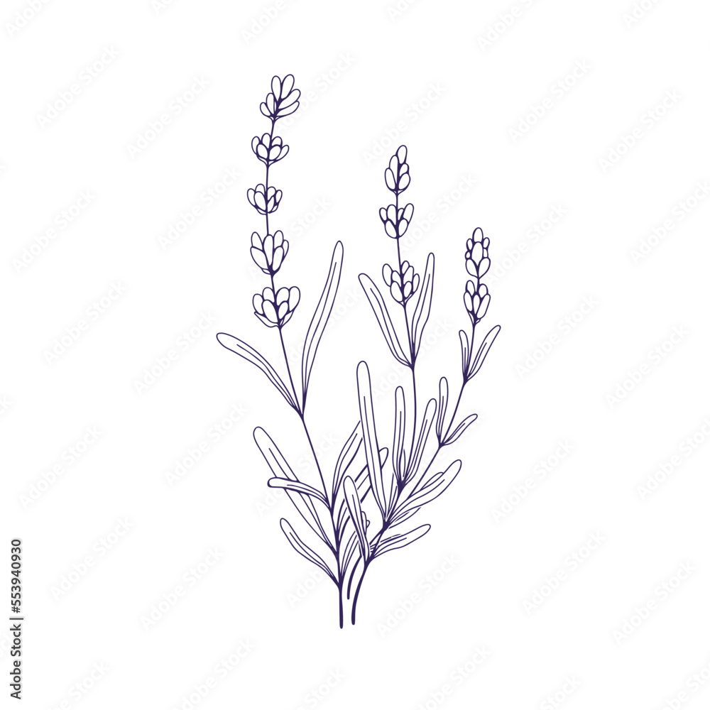 Lavenders, outlined lavanda flowers. French Provence lavendars drawing ...