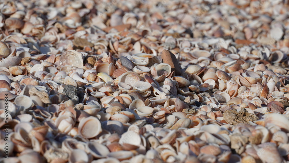 Shells of sea snails white and crimson colors. Mediterranean coast ...
