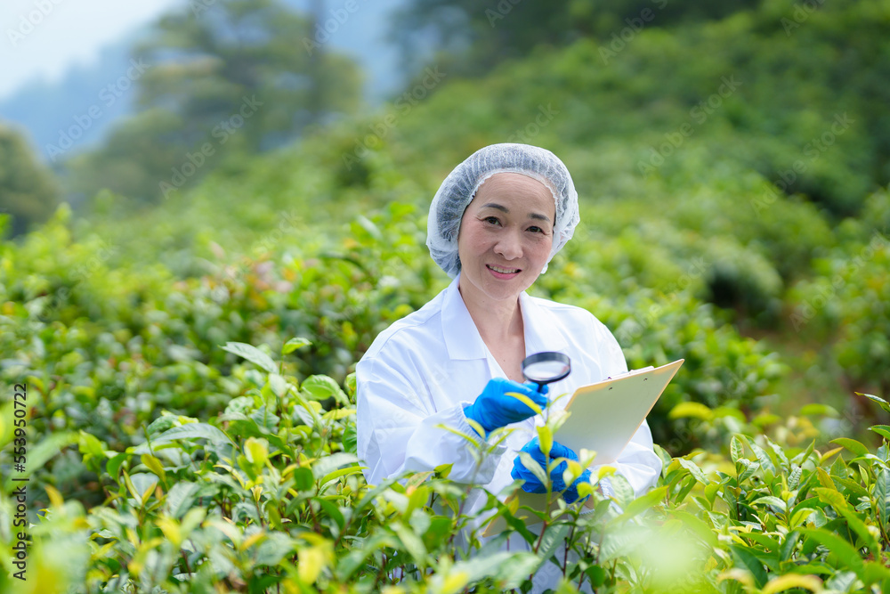 Researchers are checking the quality of tea leaves in tea plantations ...