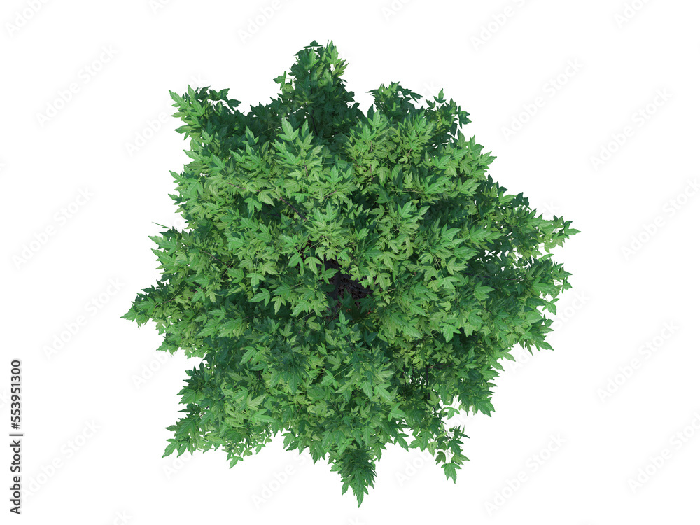 Amur Maple top view png alpha channel Stock Illustration | Adobe Stock