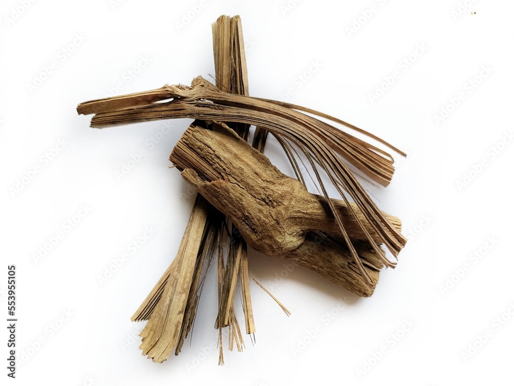 Piper retrofractum, the Balinese long pepper or Javanese long pepper ...