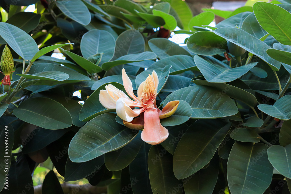 Single Magnolia Delavayi's flower commonly known as Delavay's magnolia ...
