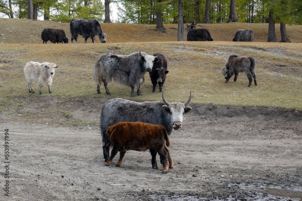 Yak heard standing in a field in rural Mongolia. Longhair buffalo in a ...