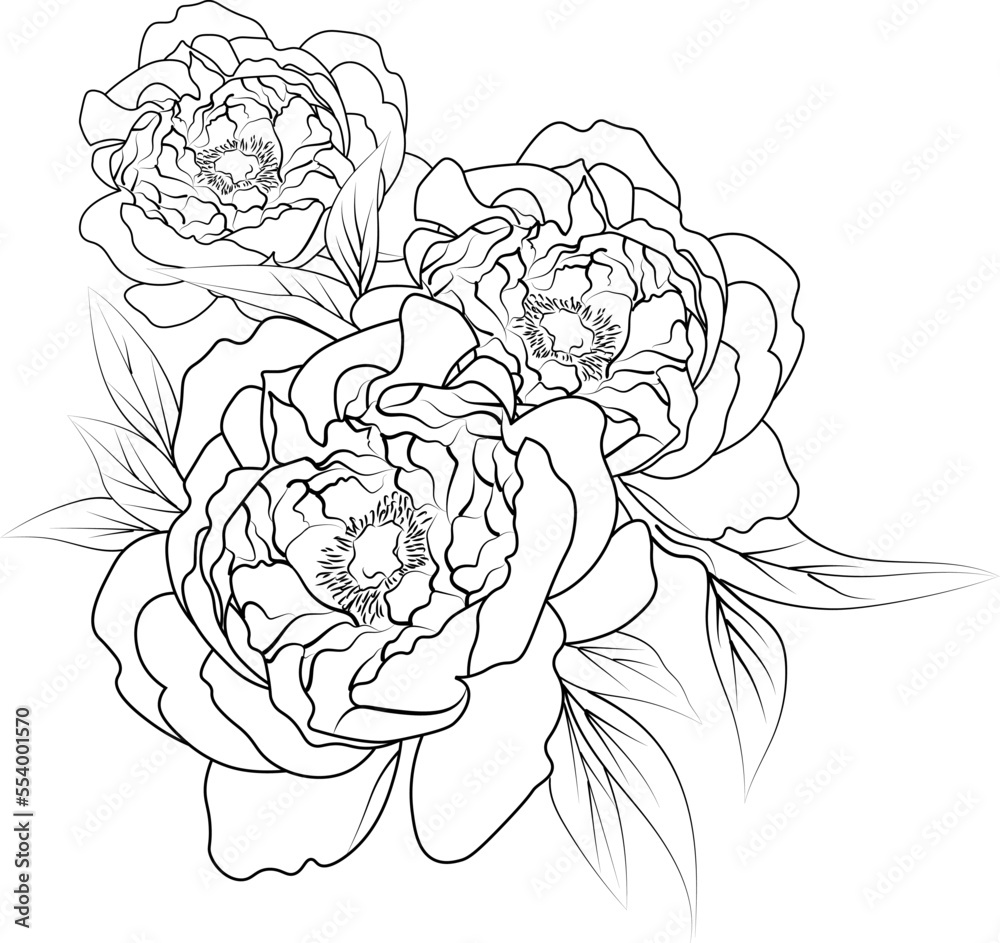 bouquet of peonies, Flower drawing vector illustration hand drawn ...