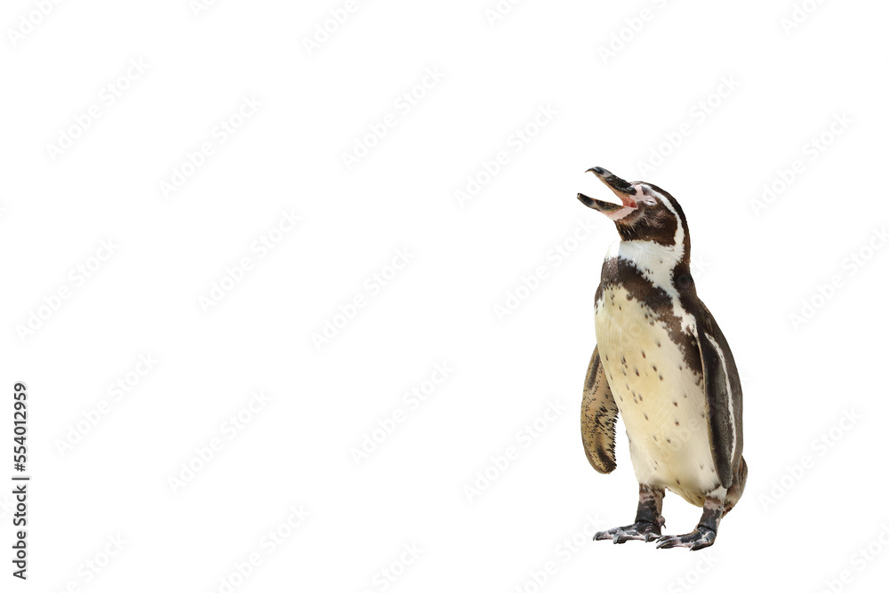Penguin isolated on transparent background png file Stock Photo | Adobe ...