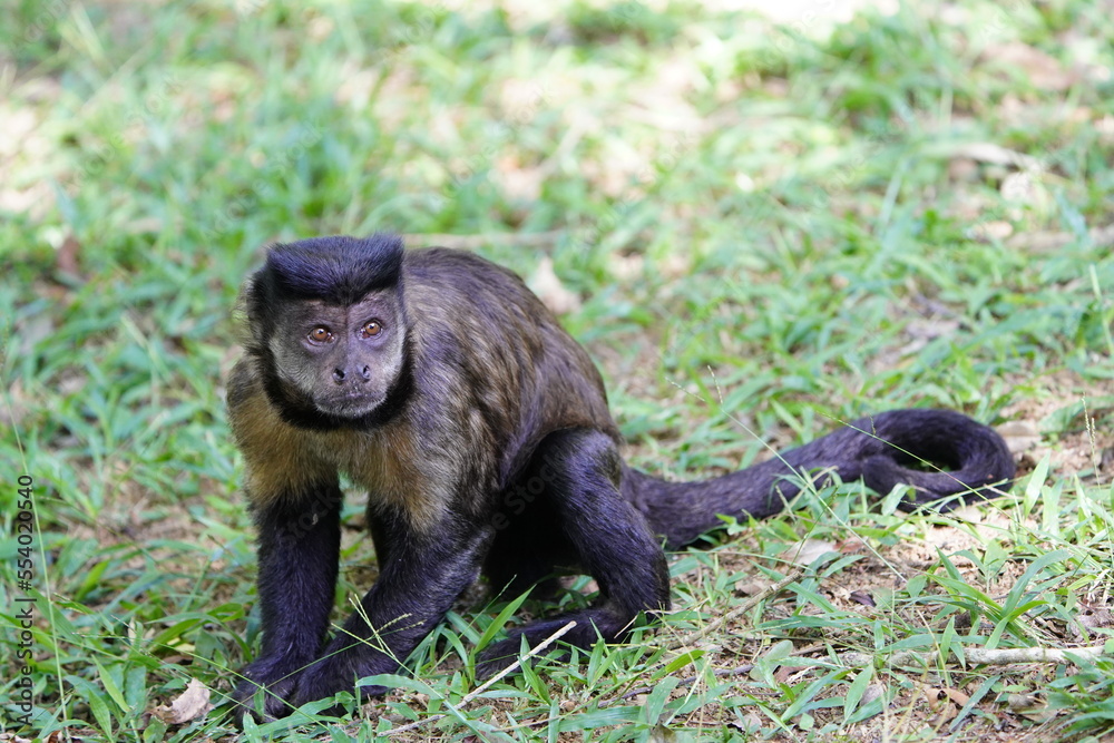 Poster The black capuchin (Sapajus nigritus), also known as the black ...