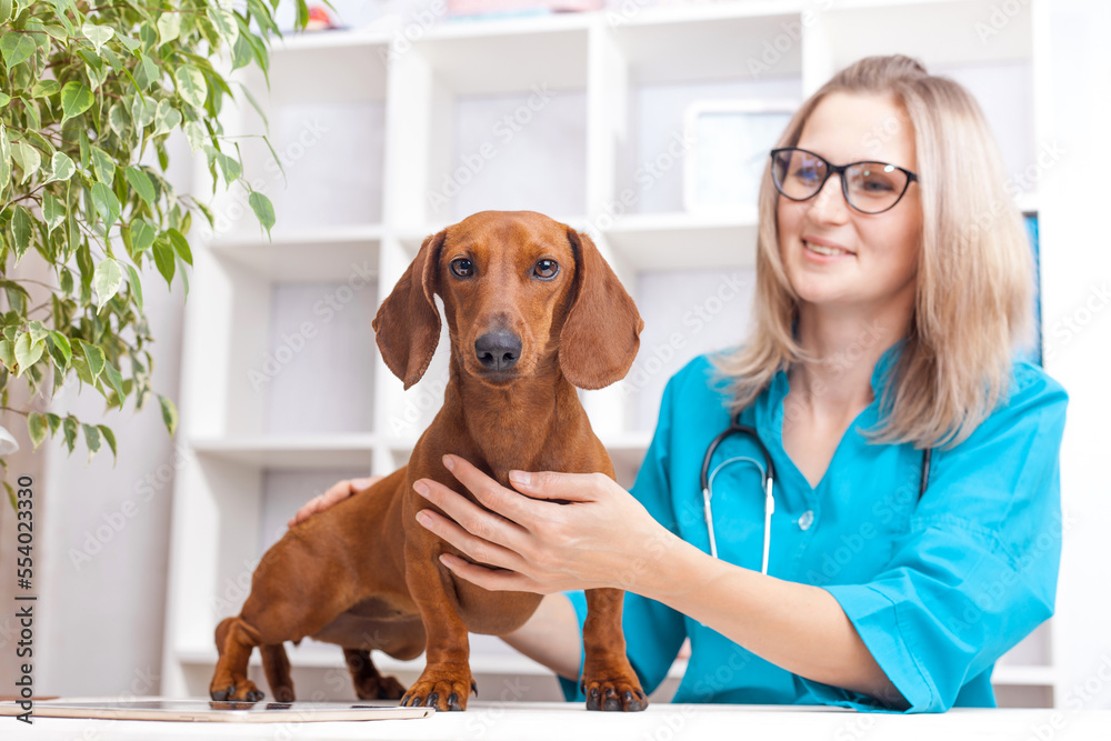 female doctor examines a dachshund dog in a veterinary clinic. medicine ...