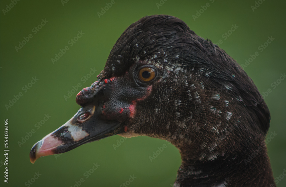 ave negra con pico de colores Stock Photo | Adobe Stock