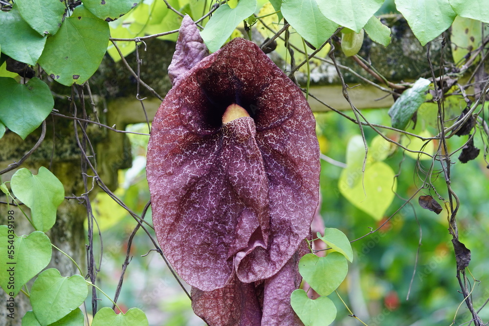 Aristolochia gigantea. Aristolochiaceae family, Botanical Garden, Rio ...