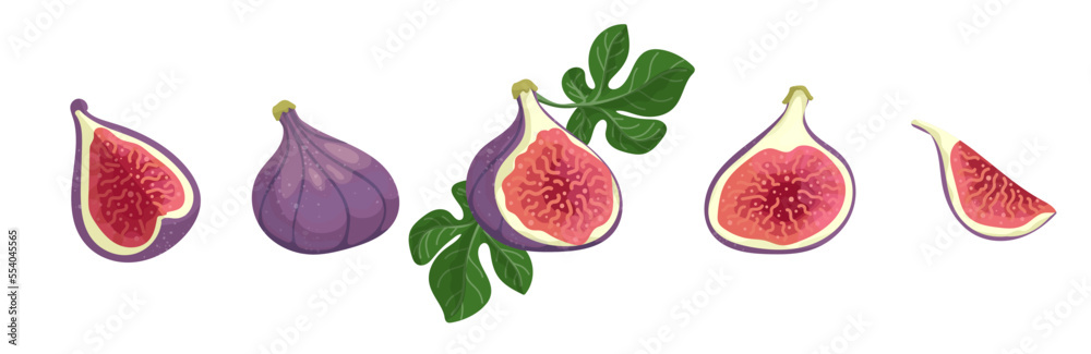 Collection of ripe fruits and leaves of a fig tree, vector graphics ...