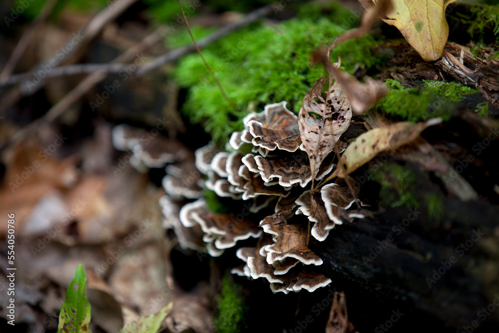 Mushrooms beside a hiking trail in Ontario. Stock Photo | Adobe Stock