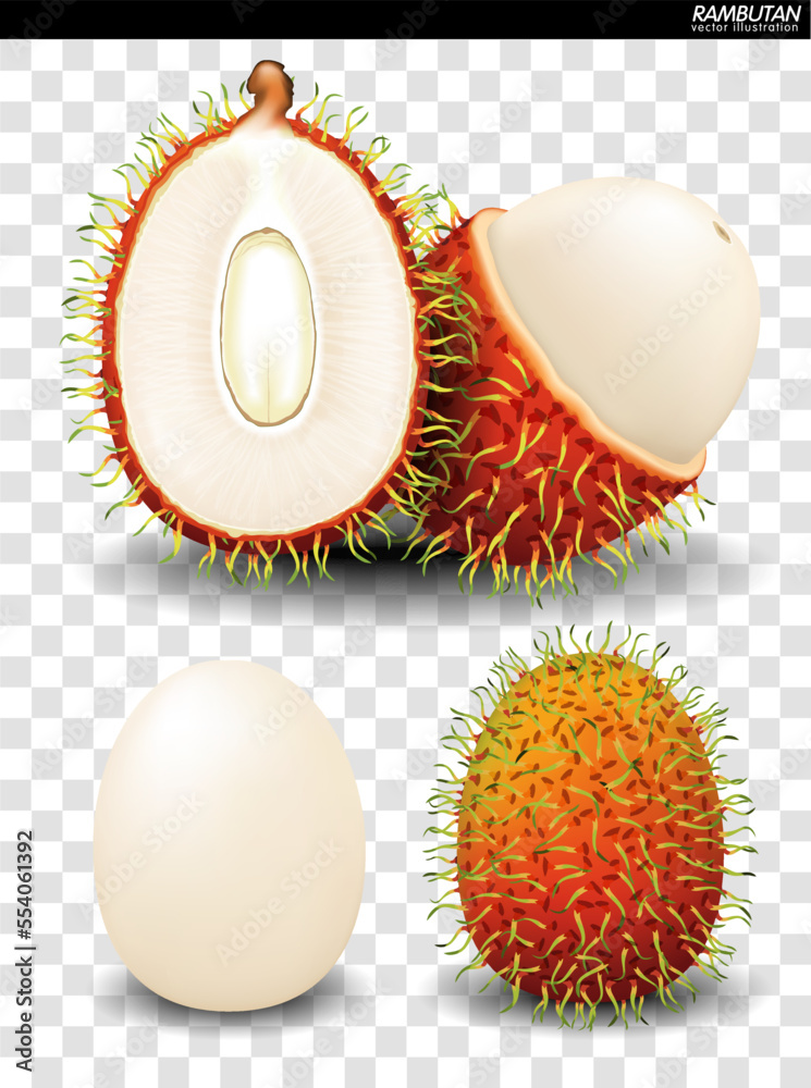 Rambutan Fruit Vector. a realistic style. Isolated objects on ...