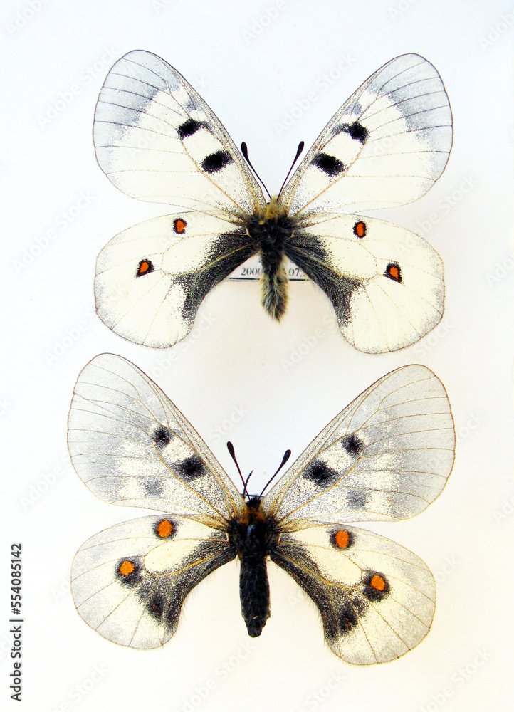 White butterflies with orange spots isolated on white, parnassius ...