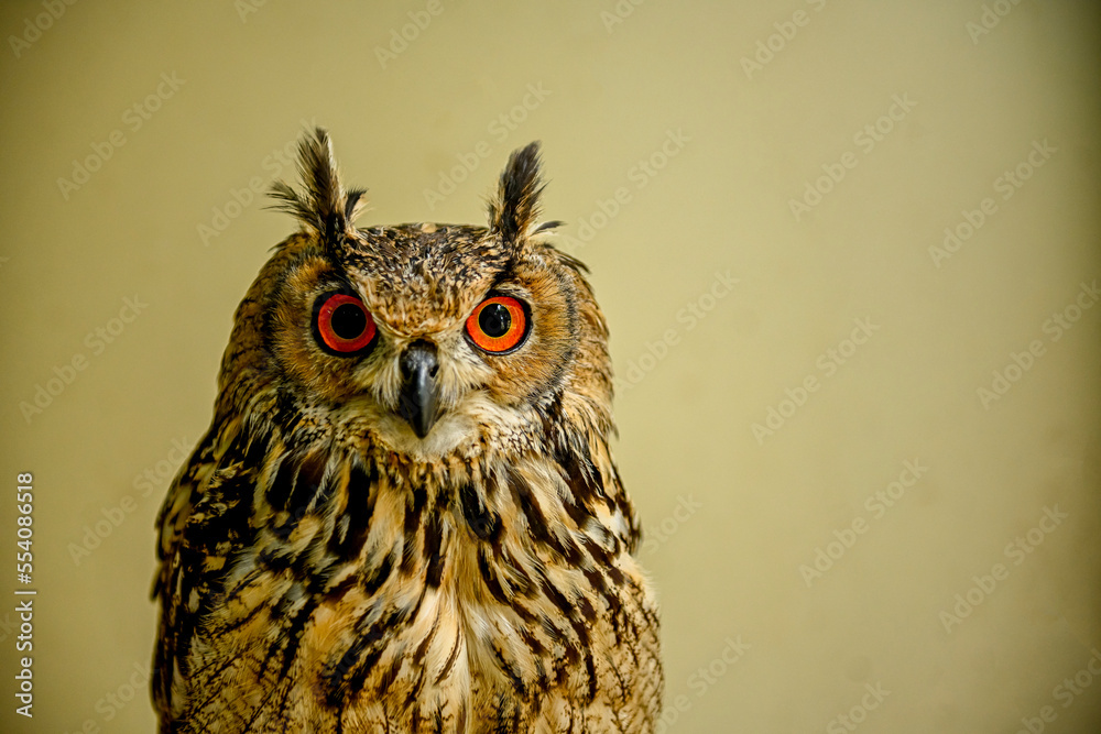 Bubo bengalensis or Bengal owl or Indian eagle owl is a species of ...