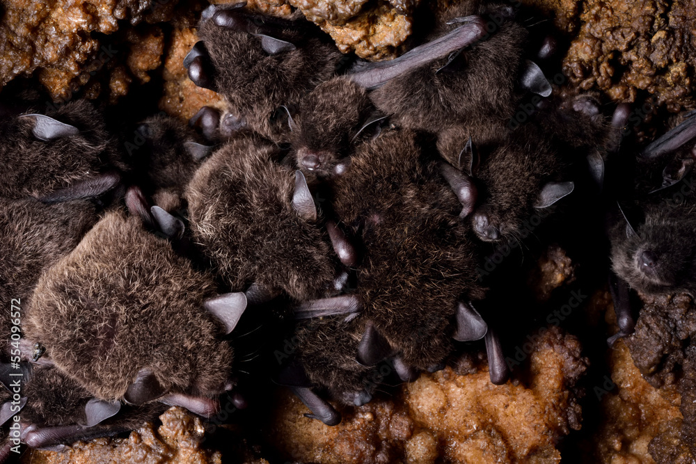 Tightly packed small bats sleep on the roof of Cueva de Villa Luz in ...