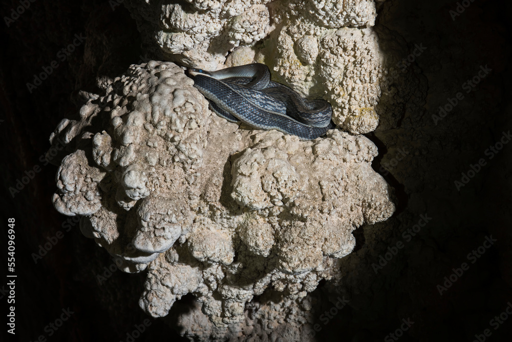 A cave racer snake inside Whiterock Cave.; Gunung Mulu National Park ...