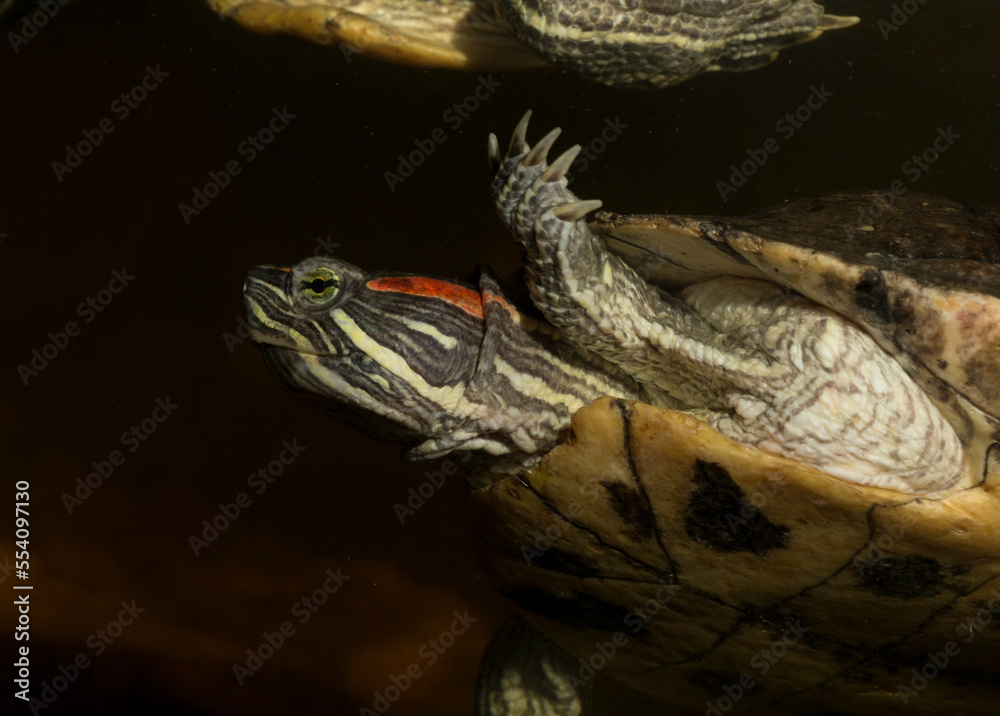 Red-eared terrapin (Trachemys scripta elegans) is a subspecies of the ...