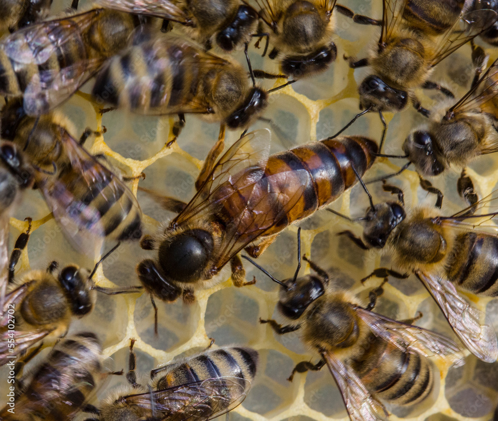Queen Bee lays eggs in honeycombs. Queen bee – the mistress of the colony of bees. Stock Photo ...