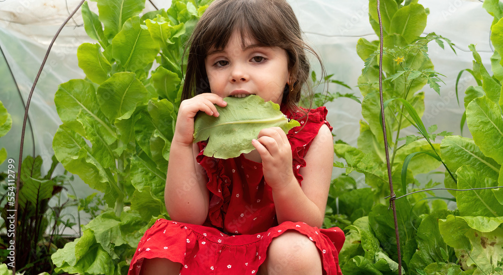 Menina sentada, comendo uma folha de alface junto a uma horta caseira ...