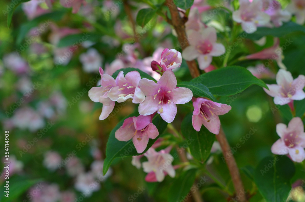 Pink Abelia flowering shrub in the summer garden .Growing Abelia ...