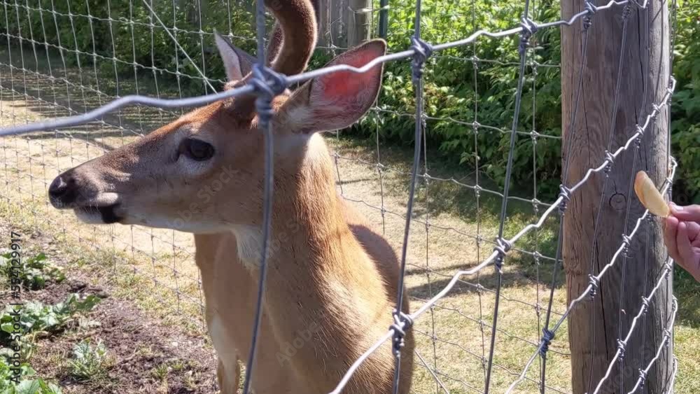 Human hands feeding apple to a deer from a fence on a windy day at Deer ...