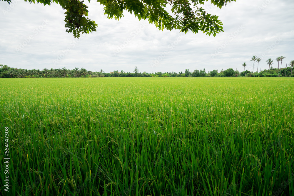 Rice farm, Rice field, Rice paddy in thailand, rice field in Beautiful ...