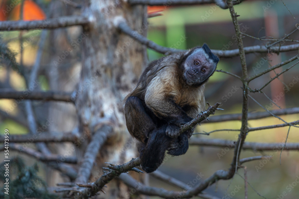 Tufted Capuchin sits on a tree branch and looks into the camera.In the ...
