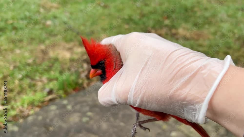 Vidéo Stock Man saving a stunned red male cardinal bird and releasing ...