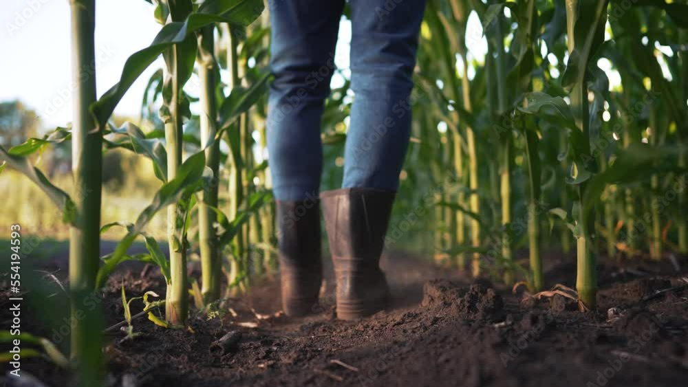 Agriculture. Man is worker in corn field. Farmer agronomist in rubber ...