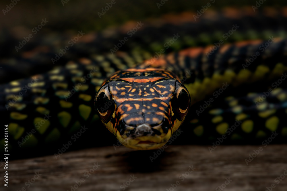 Closeup head of Paradise Tree Snake or Paradise Flying Snake ...