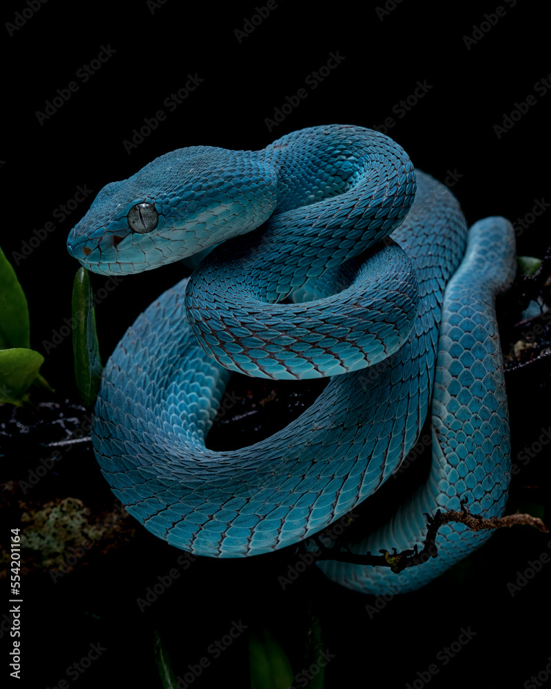 Trimeresurus insularis is venomous pit vipers and endemic species in ...
