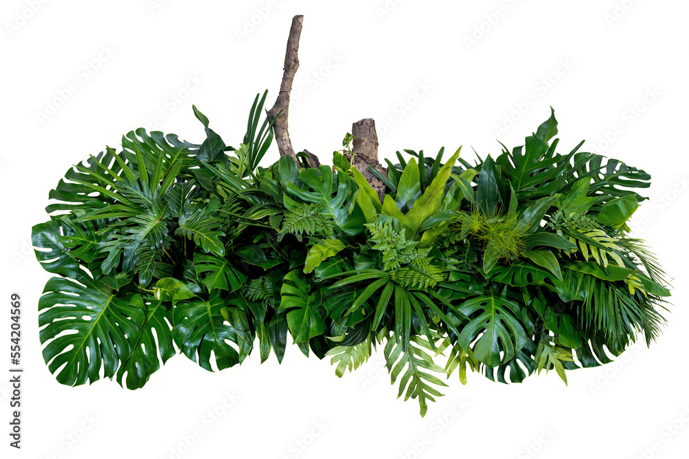Plant leaves Green nature Tropical forest isolated on transparent ...