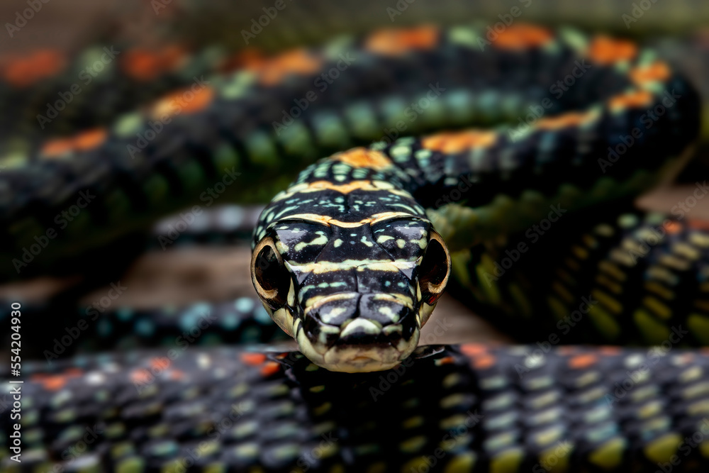 Paradise Tree Snake or Paradise Flying Snake (Chrysopelea paradisi) is ...