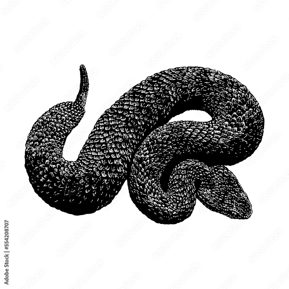 Sand Viper hand drawing vector illustration isolated on background ...