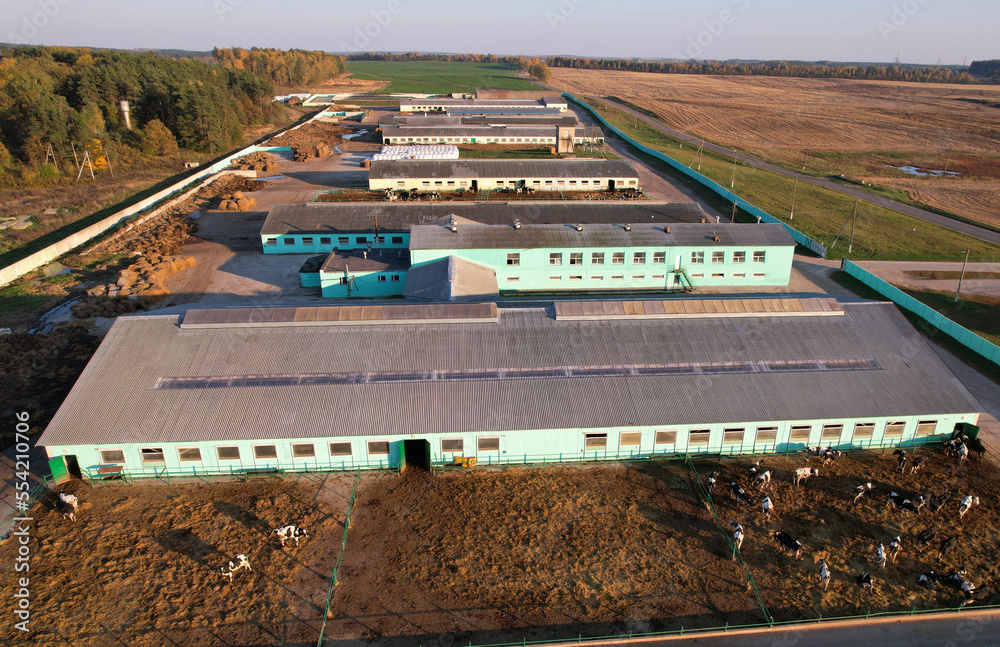 Farm building with cows and pigs in the village, aerial view. Cowshed ...
