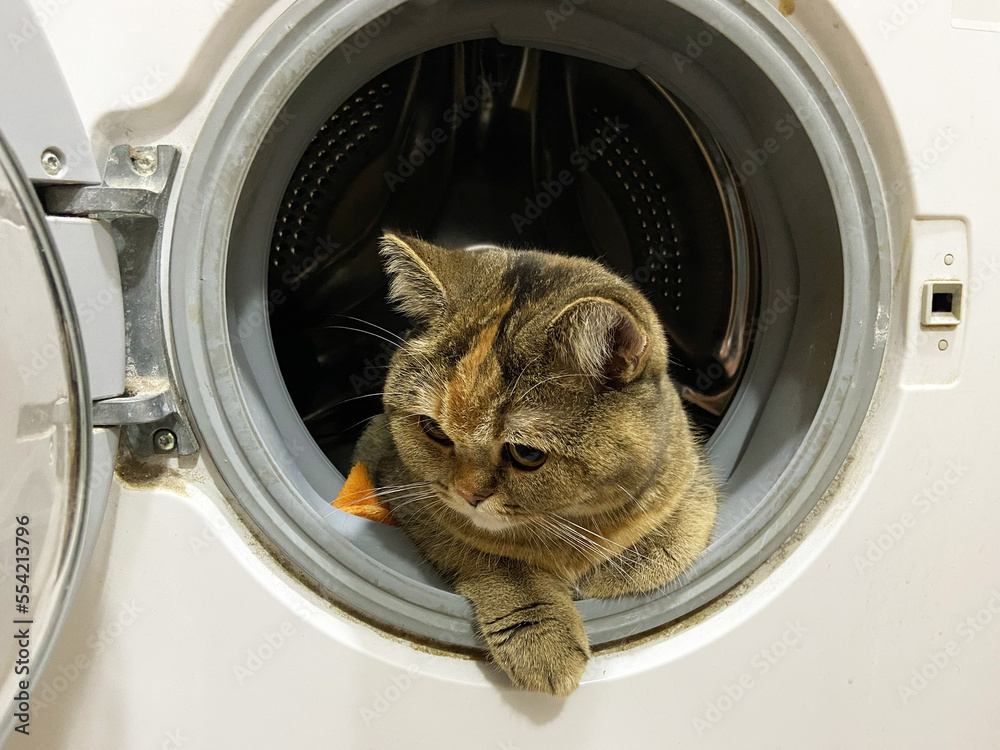 Cat is sitting in the washing machine in the bathroom. Cat face close ...