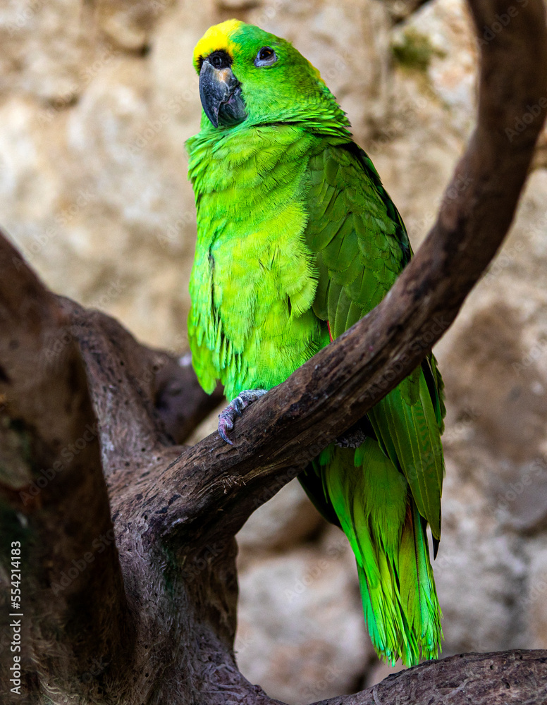 Auropalliata amazon or green amazon is a tropical bird that lives ...