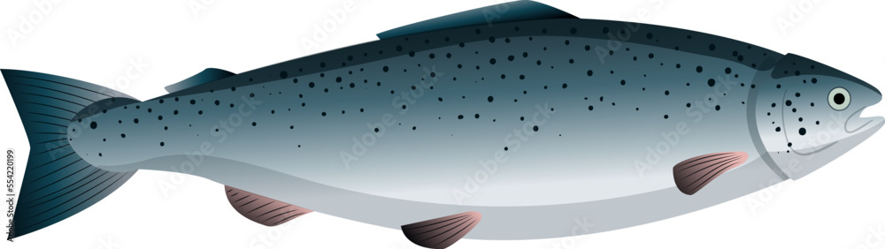 salmon fish cartoon. freash raw, sea food, trout seafood, meat whole ...