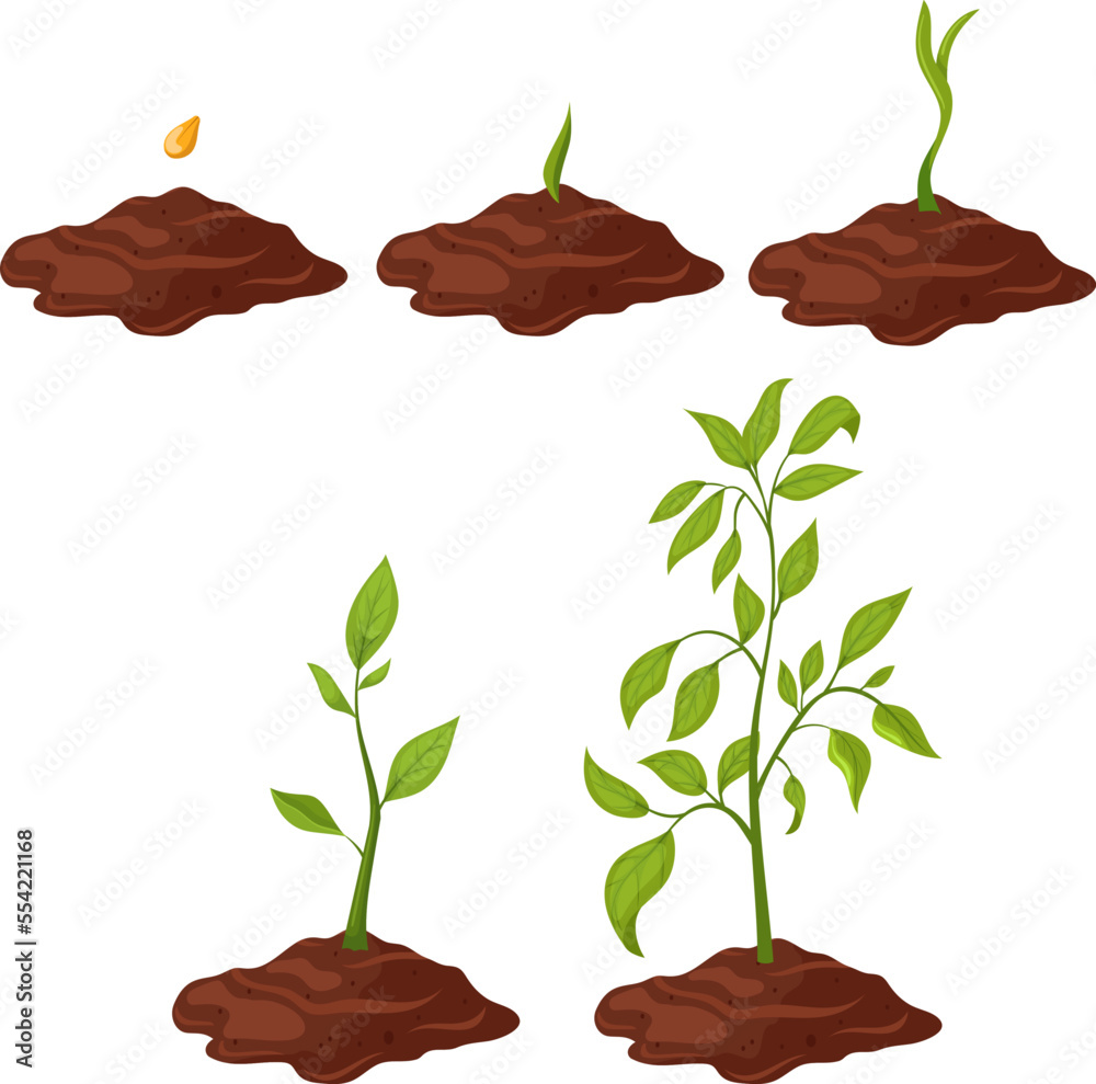 plant gtowth set cartoon tree sprout, seed soil, small leaf vector ...