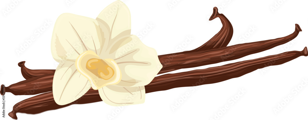 Vanilla Extract Cartoon