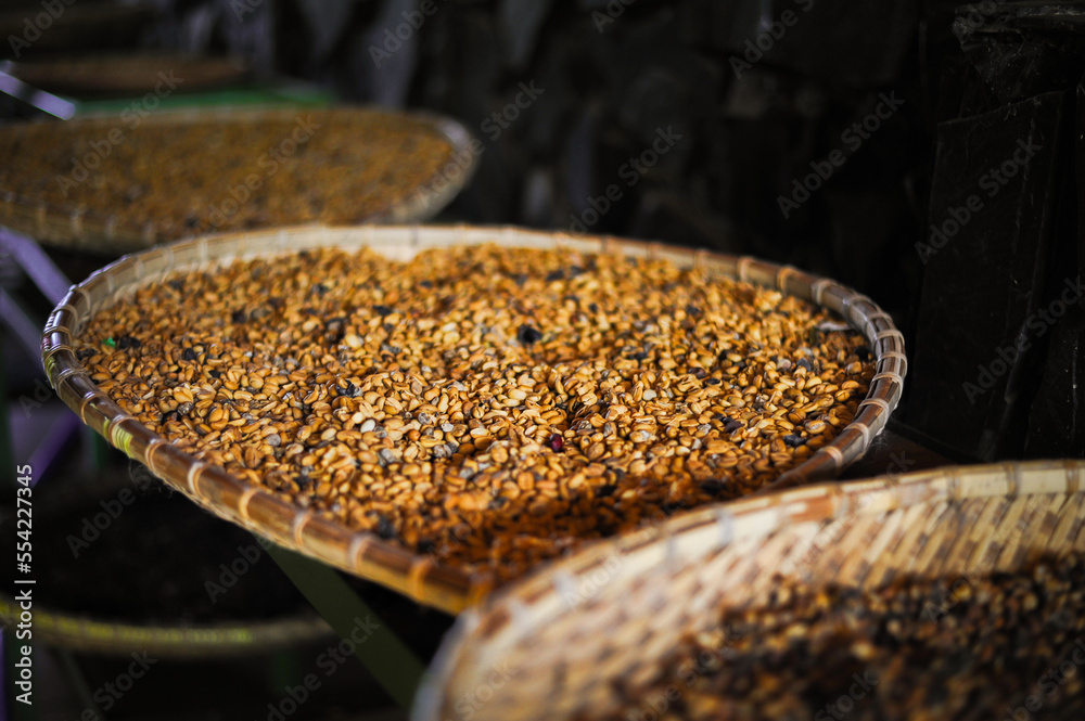 kopi luwak yellow coffee beans are drying after palm civet to become ...