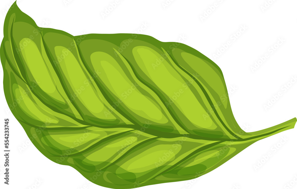 basil leaf cartoon. green herb, fresh view, leaves spice, top food ...