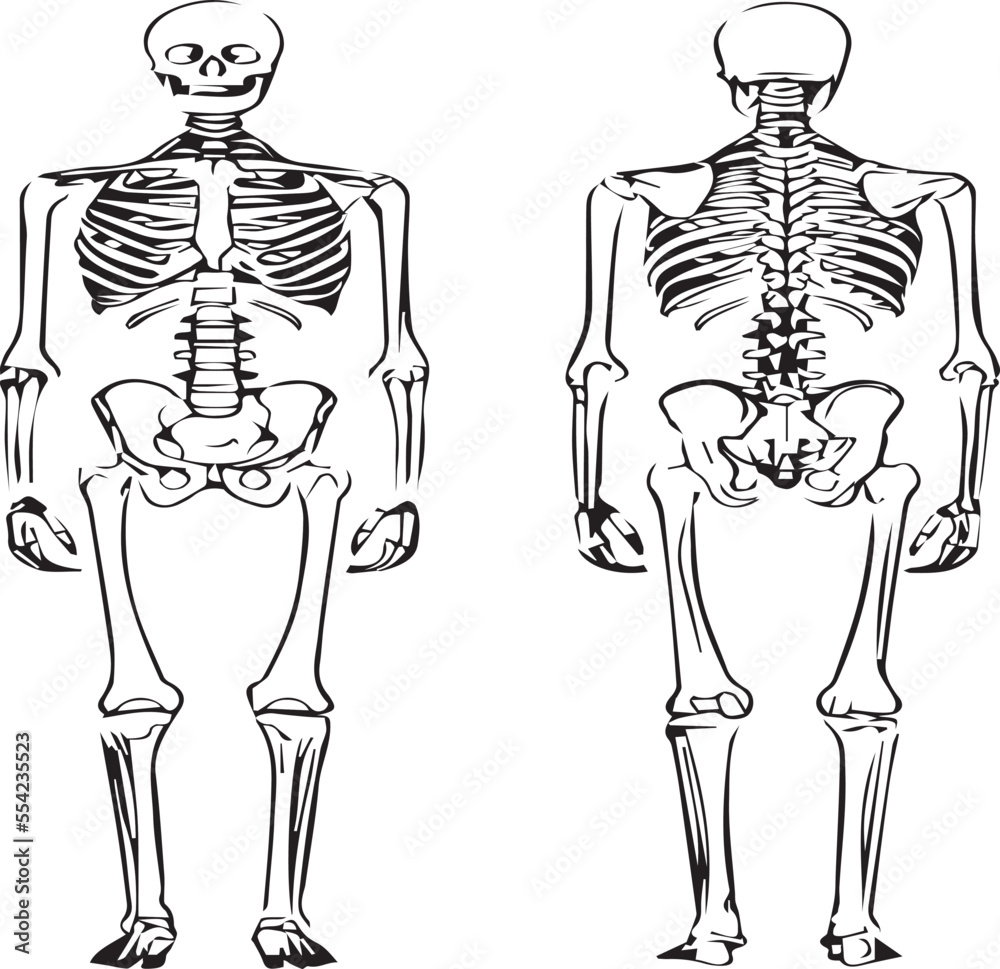 esqueleto humano Stock Vector | Adobe Stock